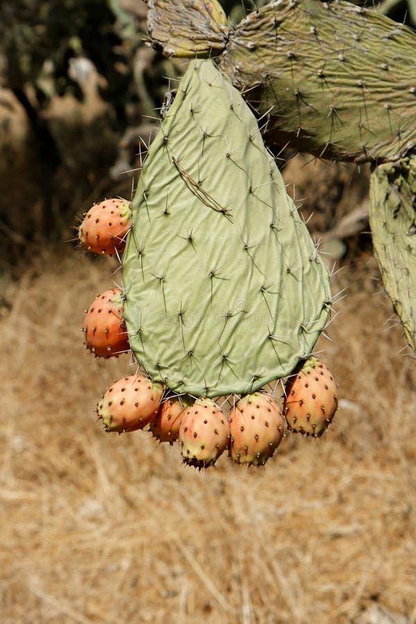 Frutas Do Cacto Tzabar, Ou Pera Espinhosa Foto de Stock - Imagem de ...