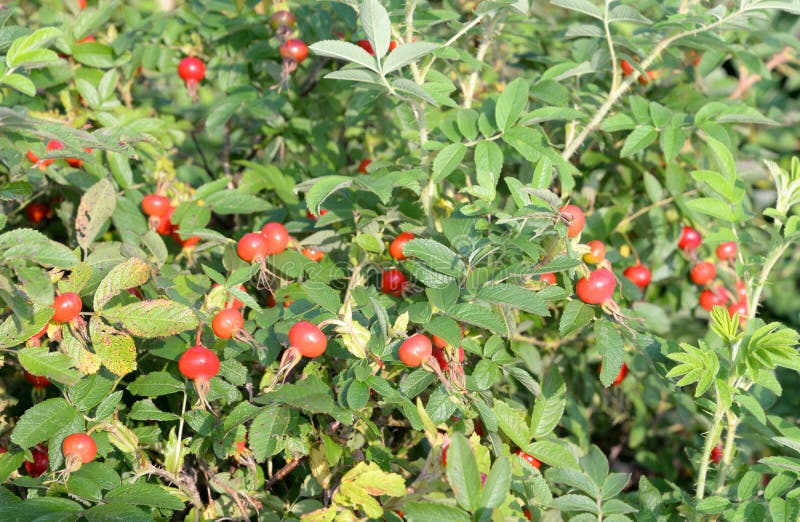 Frutas En Ramas Color De Rosa Salvajes Foto de archivo - Imagen de ...