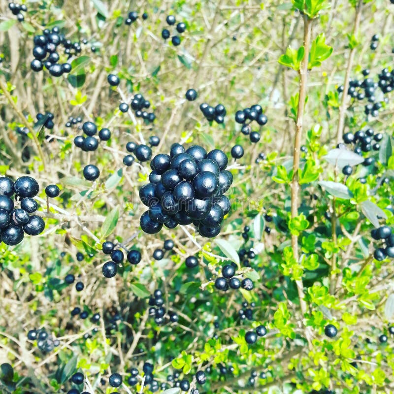 Frutas foto de archivo. Imagen de parada, naranjas, sano - 68872326