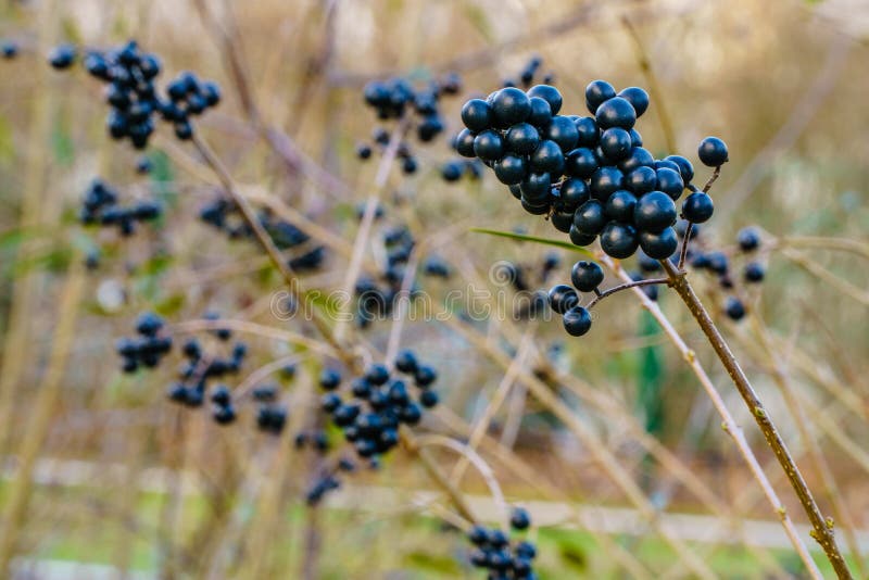 Frutas negras foto de archivo. Imagen de tradicional - 71400614