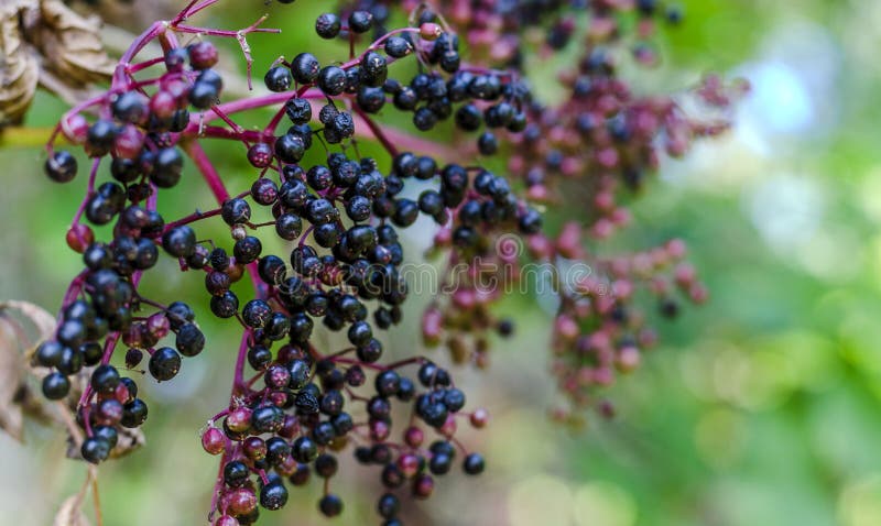 Frutas Negras En Un Arbusto Foto de archivo - Imagen de baya, frutas ...