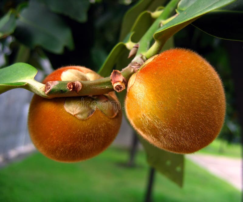Frutas peludas imagen de archivo. Imagen de pelo, germen - 979559