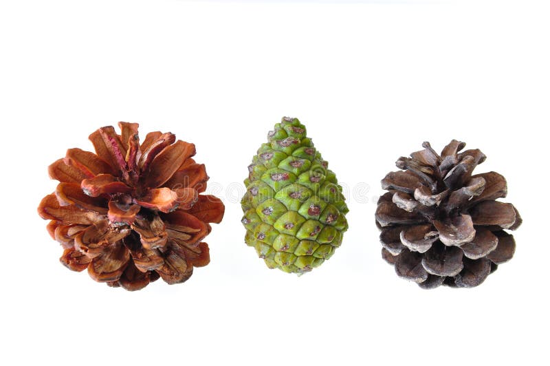Frutas del pino foto de archivo. Imagen de frescura, belleza - 42664430