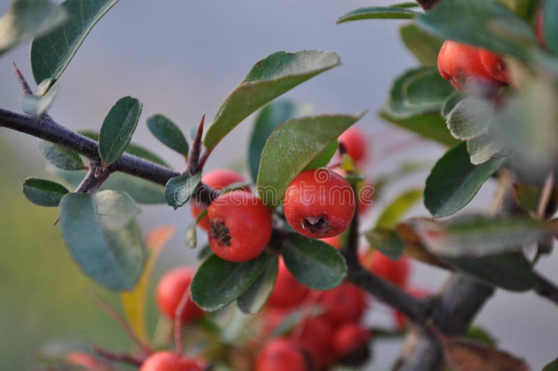 Frutas rojas imagen de archivo. Imagen de frutas, cubo - 121750411