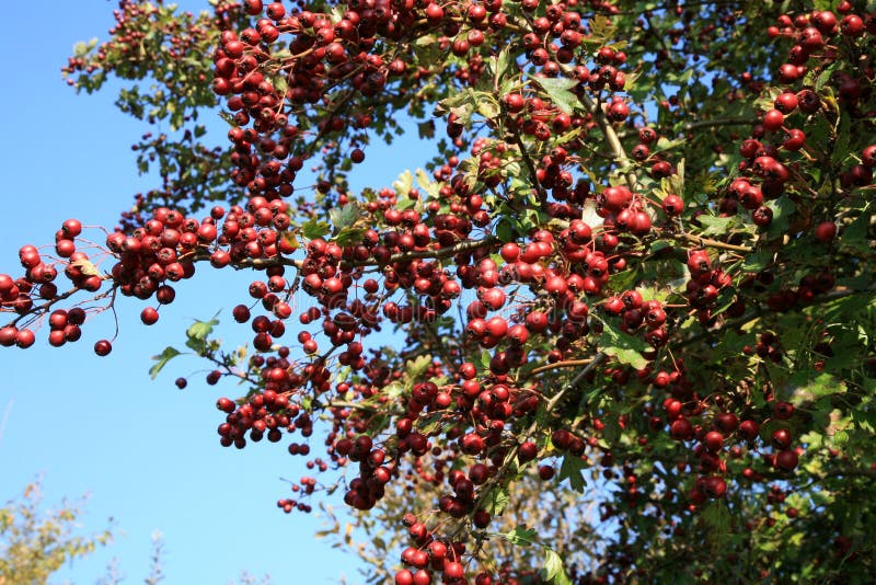 Frutas rojas foto de archivo. Imagen de detalle, hojea - 4712846