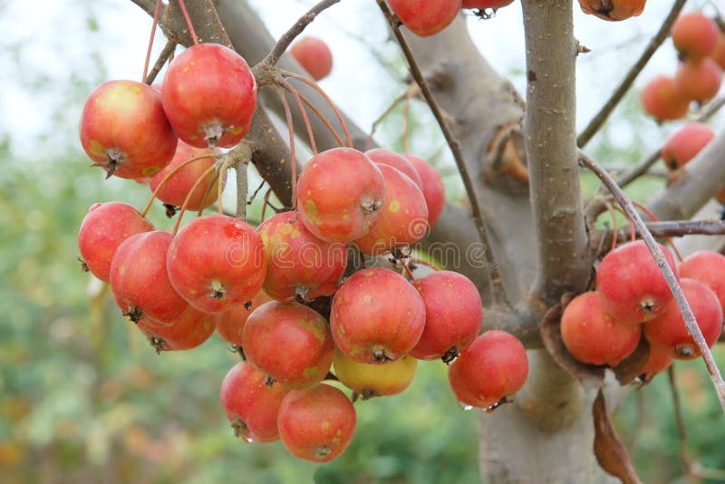 Frutas rojas imagen de archivo. Imagen de manzana, primer - 59062113