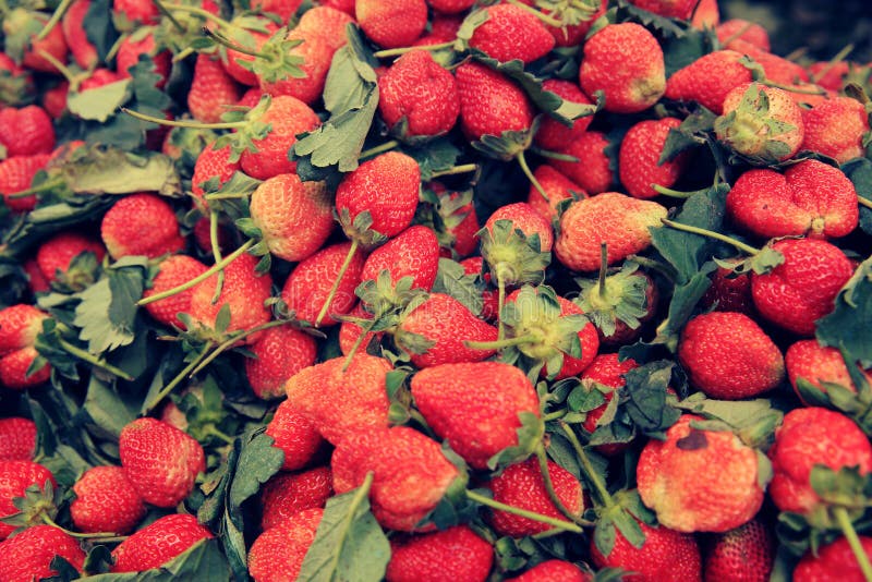 Frutas rojas de la fresa imagen de archivo. Imagen de vendimia - 54431955