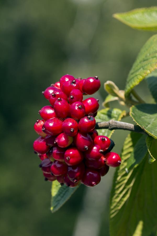 Frutas Rojas Del árbol Wayfaring Imagen de archivo - Imagen de viburno ...