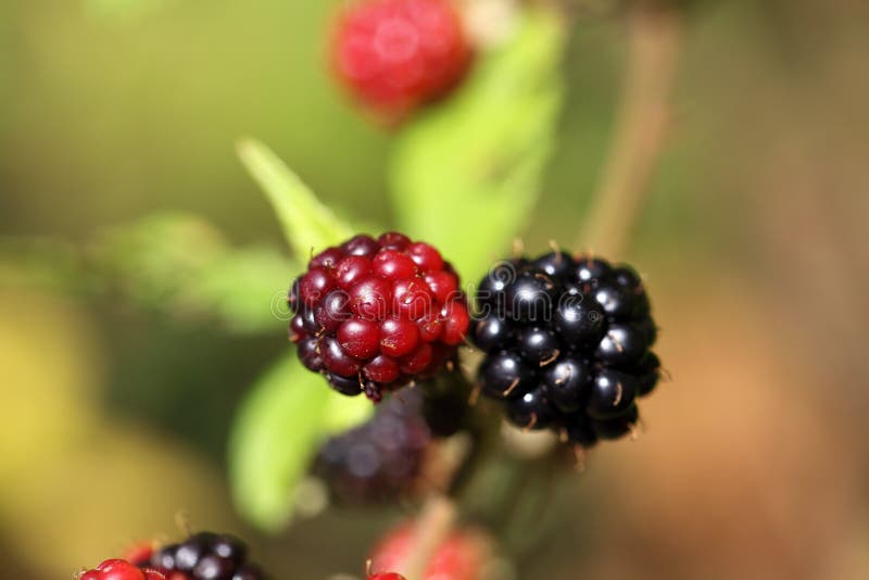 Frutas Rojas Y Negras De La Zarzamora Imagen de archivo - Imagen de ...