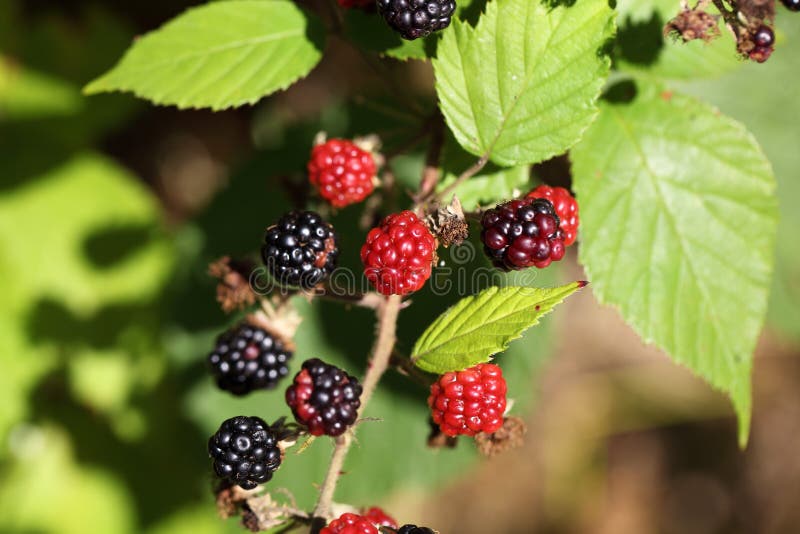 Frutas Rojas Y Negras De La Zarzamora Foto de archivo - Imagen de ...