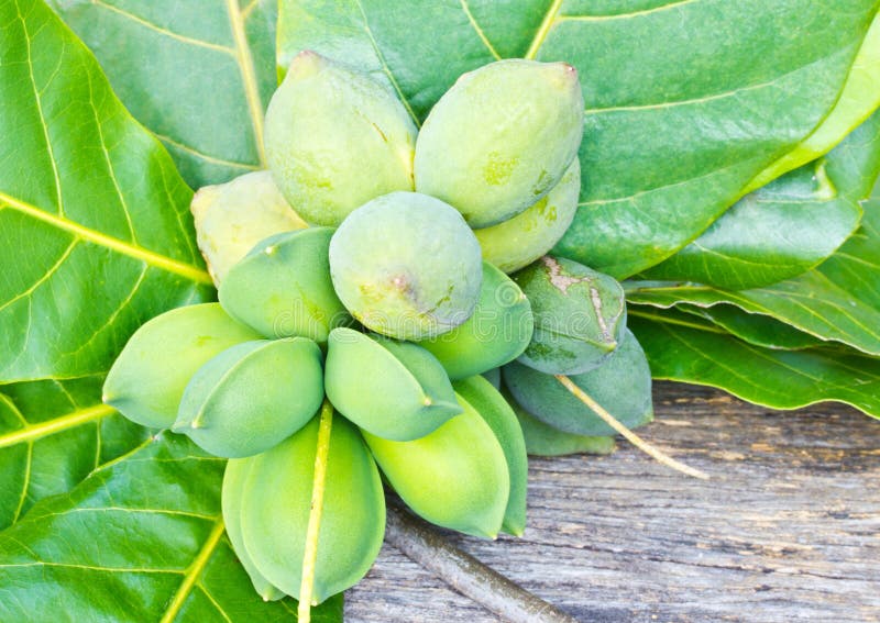 Frutas Tropicais Da Amêndoa. Imagem de Stock - Imagem de orgânico ...