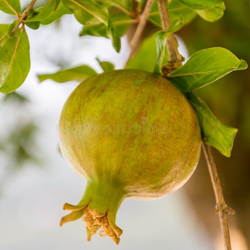 Frutas Verdes De La Granada Que Cuelgan De Las Ramas Imagen de archivo ...