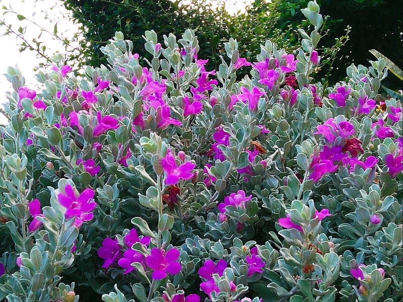 Leucophyllum Frutescens También Llamado Texas Ranger, Salvia De Texas ...