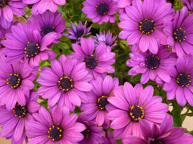 Fruticosa Roxo De Dimorphoteca Da Flor Imagem de Stock - Imagem de ...