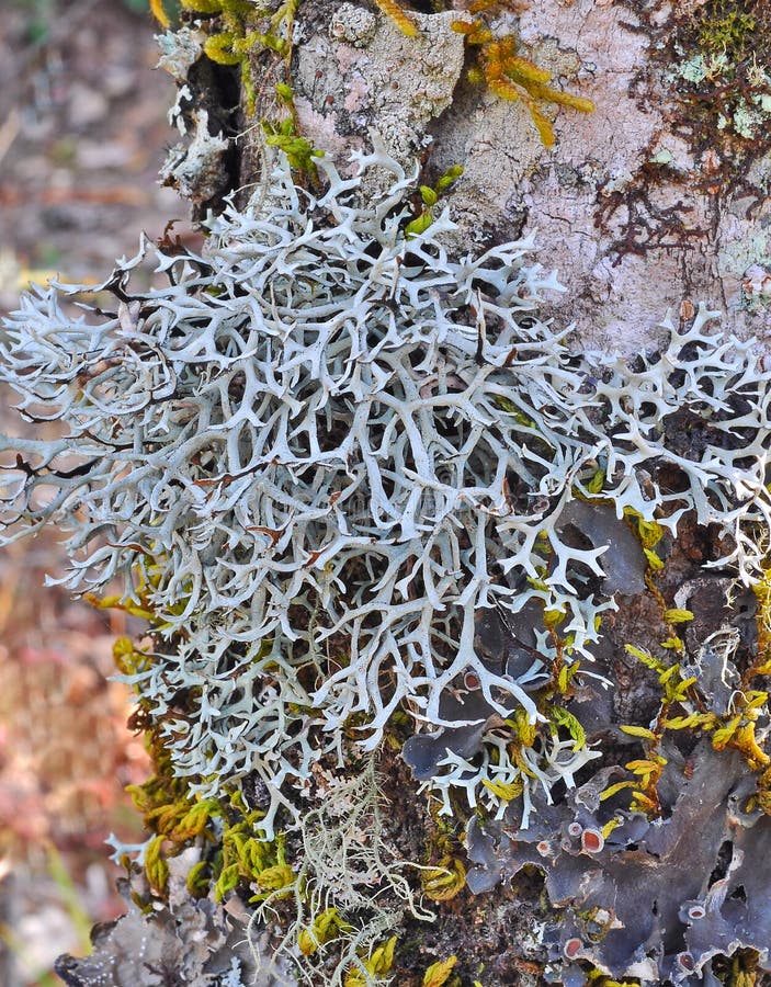 Fructose Lichen