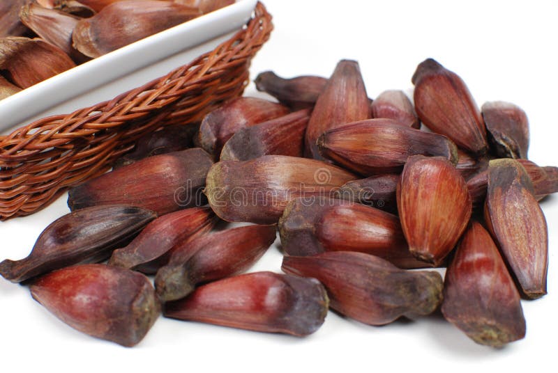 Fruto Brasileiro Do Pinhão No Fundo Branco Isolado Imagem de Stock ...