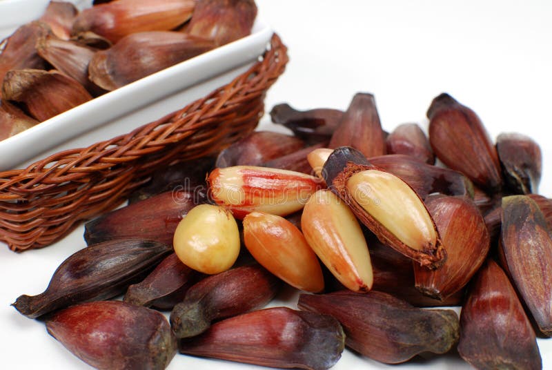 Fruto Brasileiro Do Pinhão No Fundo Branco Isolado Imagem de Stock ...