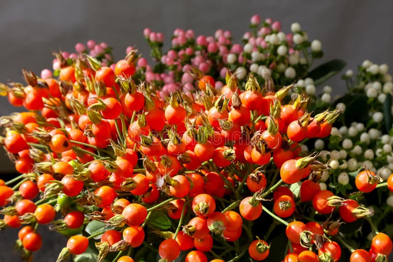 Fruto Cor-de-rosa Selvagem Em Um Ramalhete Imagem de Stock - Imagem de ...