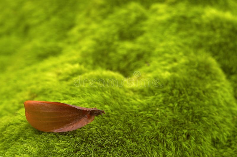 Fruto da faia foto de stock. Imagem de outono, queda - 21762532