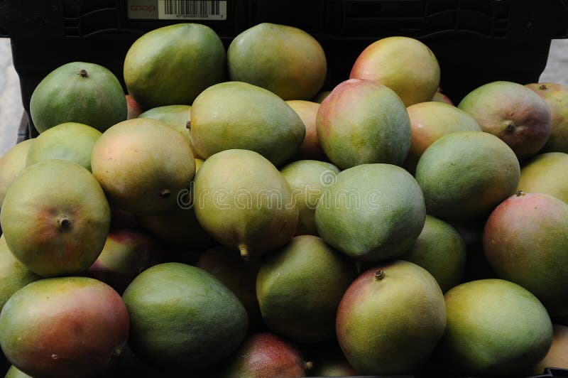 FRUTO DA MANGA DO PERU imagem editorial. Imagem de economia - 93610065