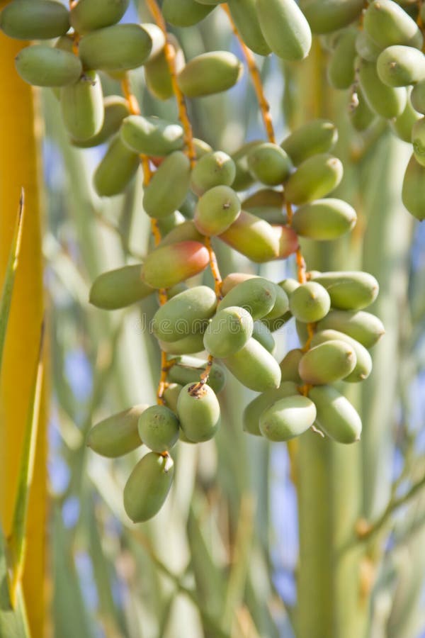 Fruto da palma de data imagem de stock. Imagem de rico - 36355357