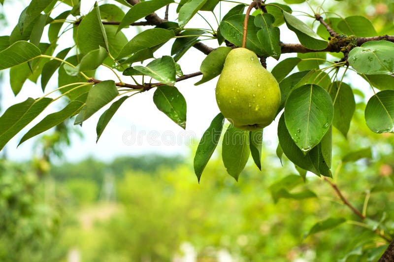 Fruto da pera imagem de stock. Imagem de delicioso, suco - 33041485