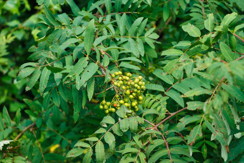Fruto da sorva imagem de stock. Imagem de folhas, imagem - 74503851