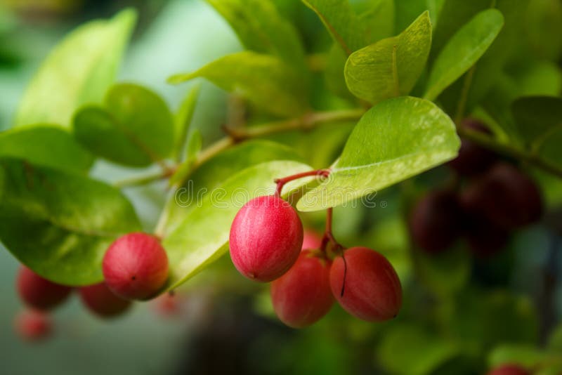 Fruto de Karaunda foto de stock. Imagem de vermelho, fresco - 35342054
