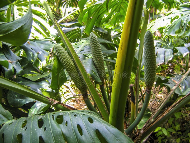 Fruto De Monstera Deliciosa Foto de Stock - Imagem de usina, verde ...