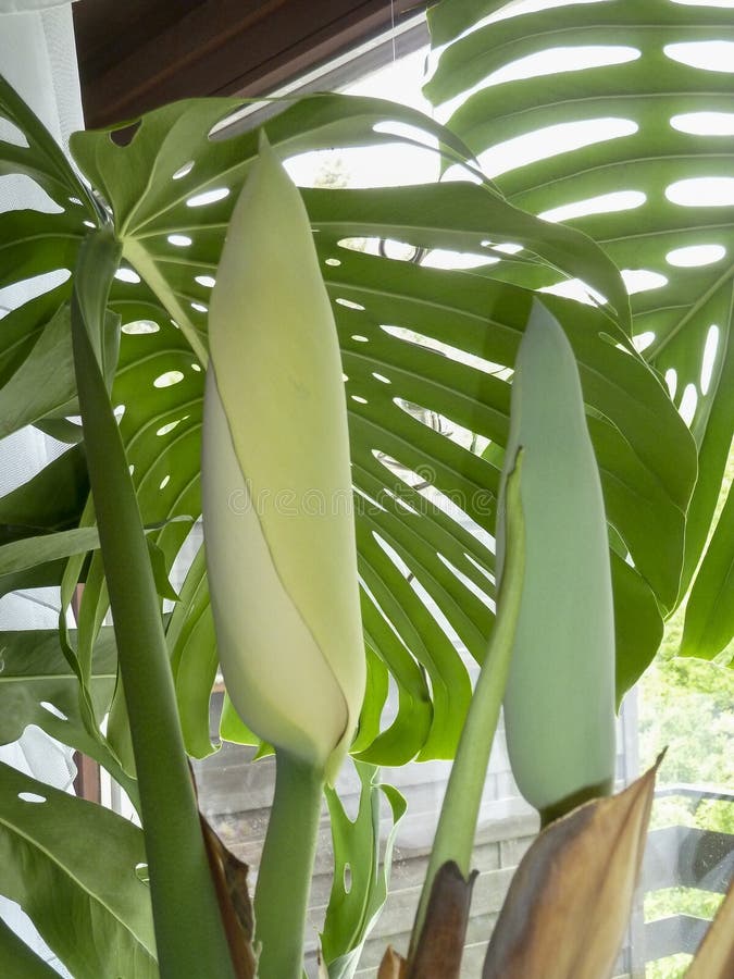 Fruto De Monstera Deliciosa Foto de Stock - Imagem de usina, verde ...