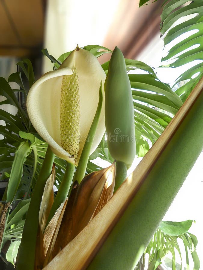 Fruto De Monstera Deliciosa Imagen de archivo - Imagen de delicioso ...