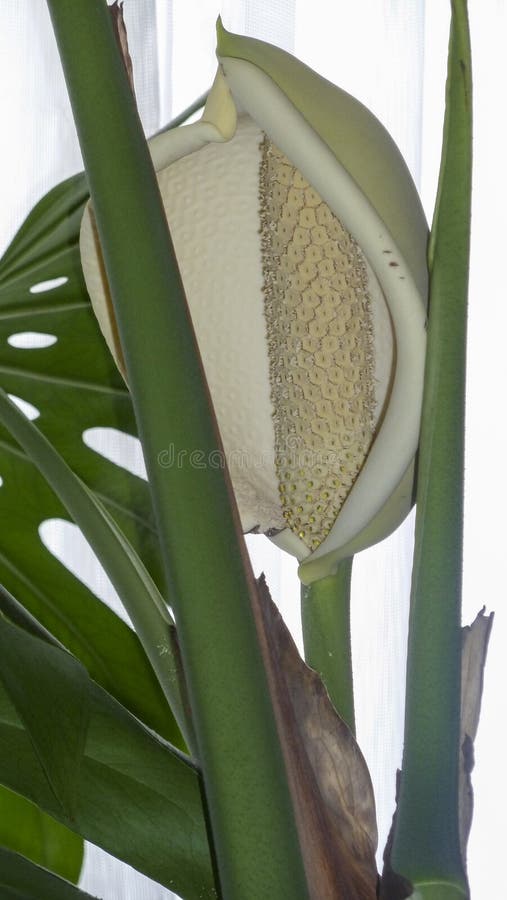Fruto De Monstera Deliciosa Foto de archivo - Imagen de aroma, escalada ...