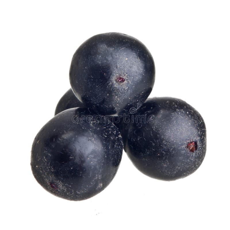 Fruto do acai das Amazonas foto de stock. Imagem de ninguém - 33404226