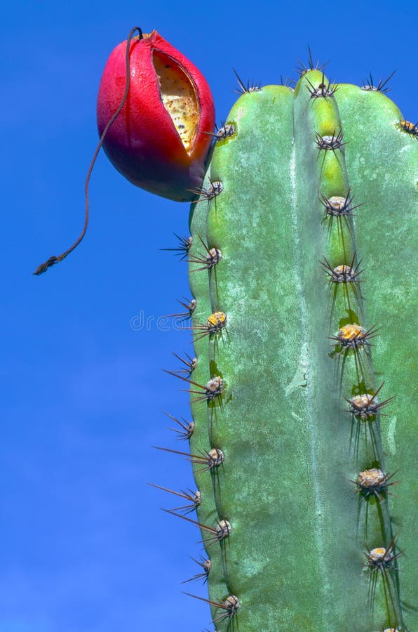 Fruto do cacto imagem de stock. Imagem de deserto, fértil - 29057461