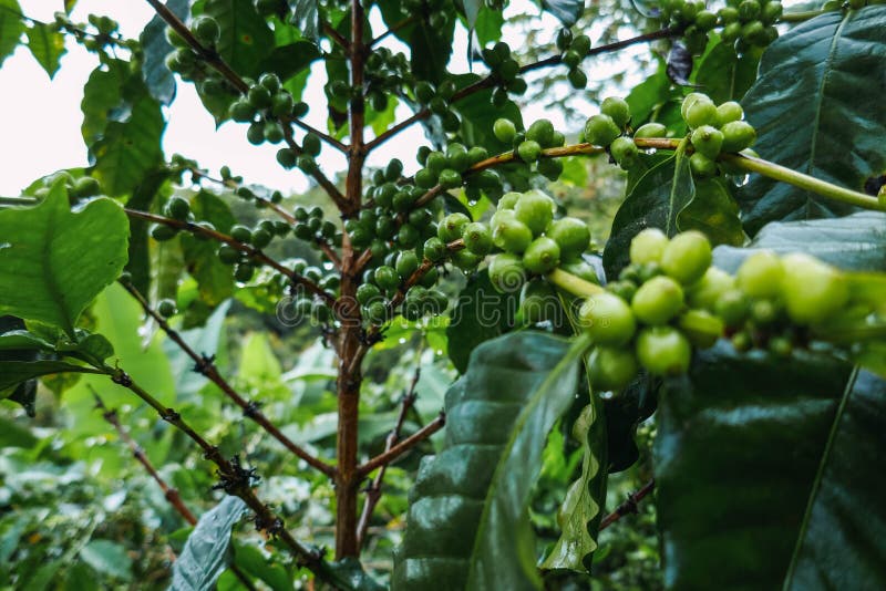 O fruto da árvore de café imagem de stock. Imagem de alimento - 66295595