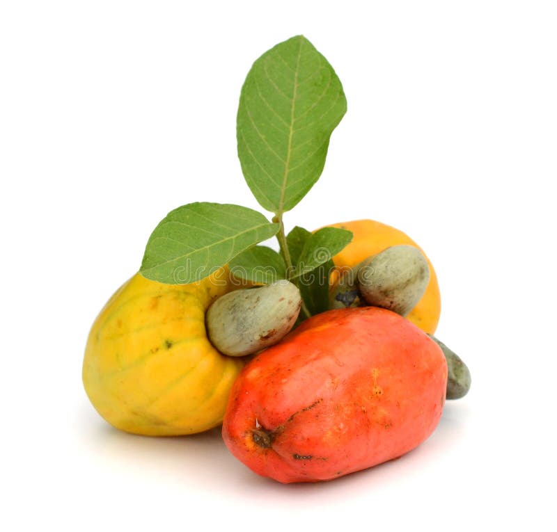 Fruto Do Caju De Caju Do Brasileiro Foto de Stock - Imagem de gordo ...