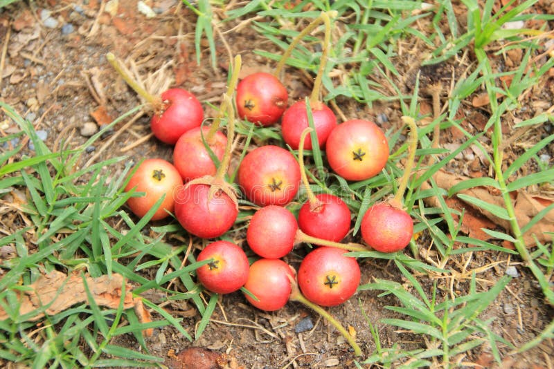 Fruto Do Calabura Do Muntingia Imagem de Stock - Imagem de doce ...