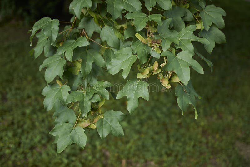 Samara De Acer Campestre, Madeira Italiana Foto de Stock - Imagem de ...