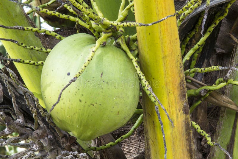 Fruto do coco imagem de stock. Imagem de verde, nave - 28115047