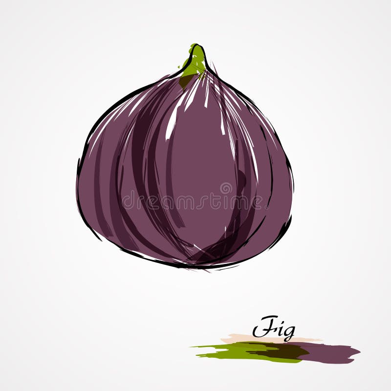Fruto do figo ilustração do vetor. Ilustração de frescor - 43766109