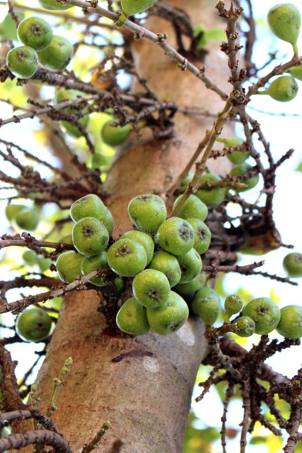 Fruto do figo imagem de stock. Imagem de folha, maduro - 91046069