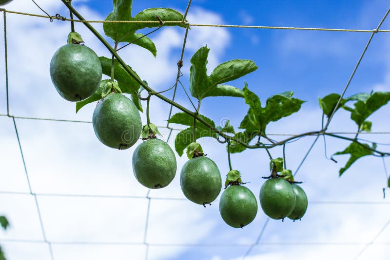 Fruto Do Foetida Do Passiflora Imagem de Stock - Imagem de delicioso ...