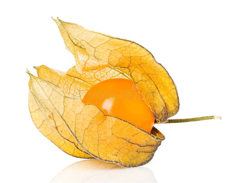 Fruta Do Physalis (peruviana Do Physalis) Imagem de Stock - Imagem de ...