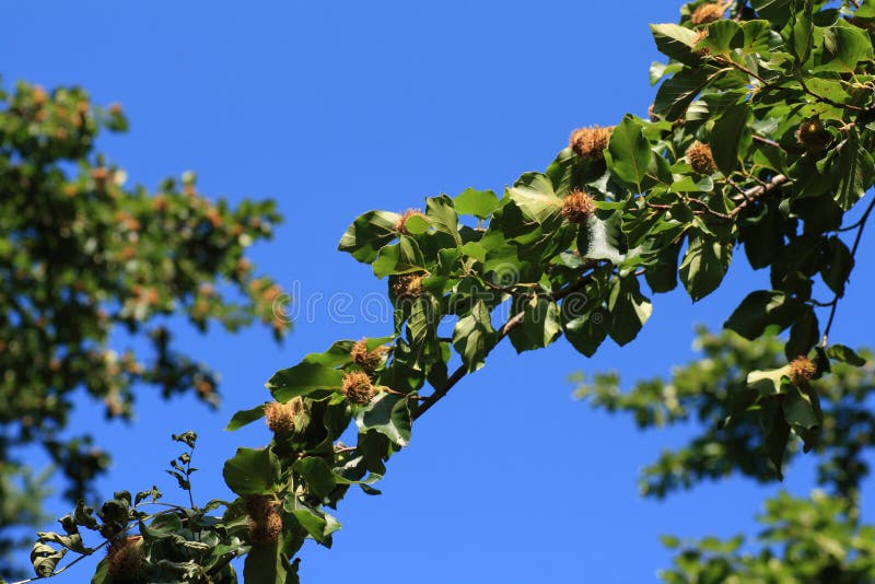 Faia da folha imagem de stock. Imagem de selvagem, faia - 7031655