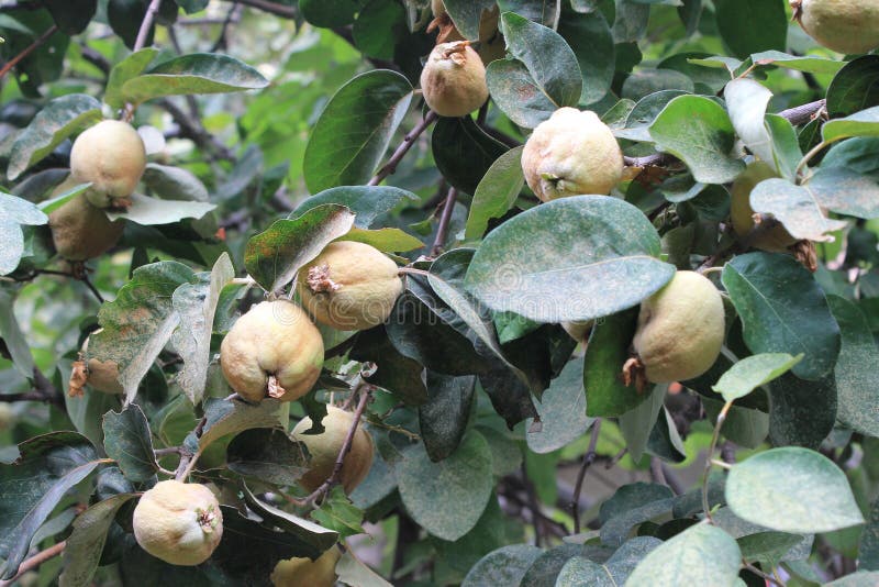 Fruto Maduro Do Marmelo Na árvore Foto de Stock - Imagem de entre ...
