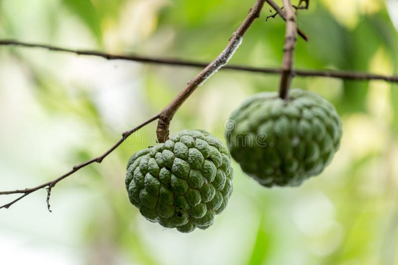 FRUTO TROPICAL DE SRIKAYA foto de stock. Imagem de suculento - 35915826