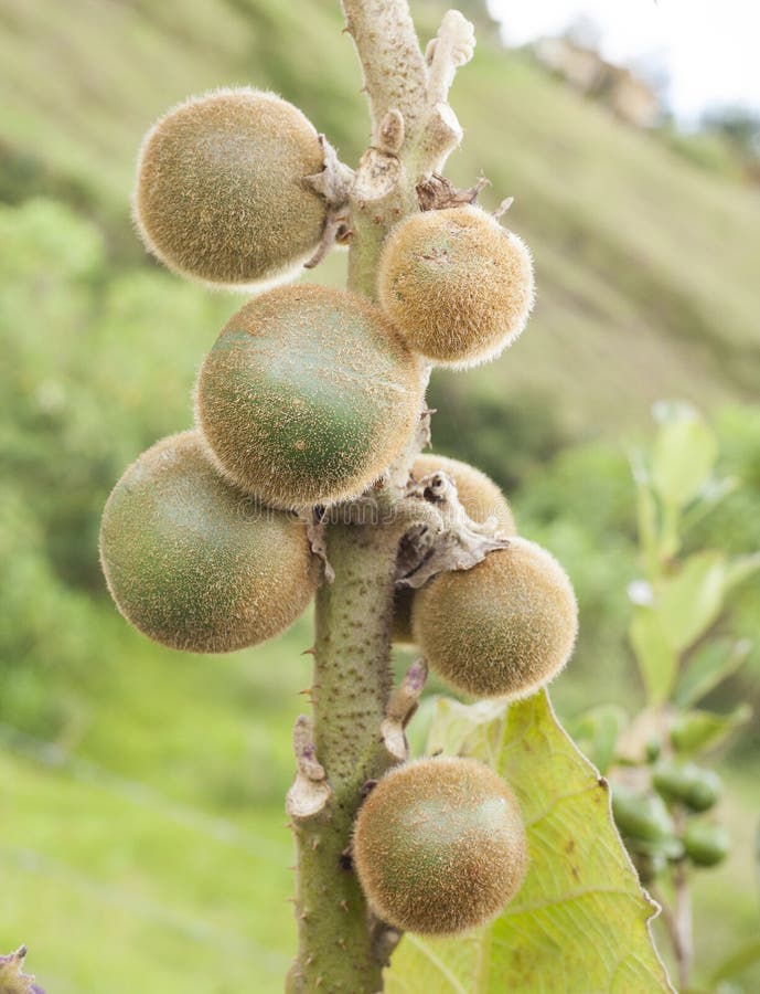 Fruto Tropical Delicioso De Lulo - Quitoense Do Solanum Imagem de Stock ...