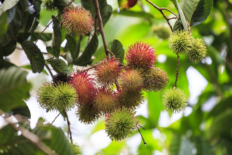Fruto Tropical, Frutos Do Rambutan Foto de Stock - Imagem de frescor ...