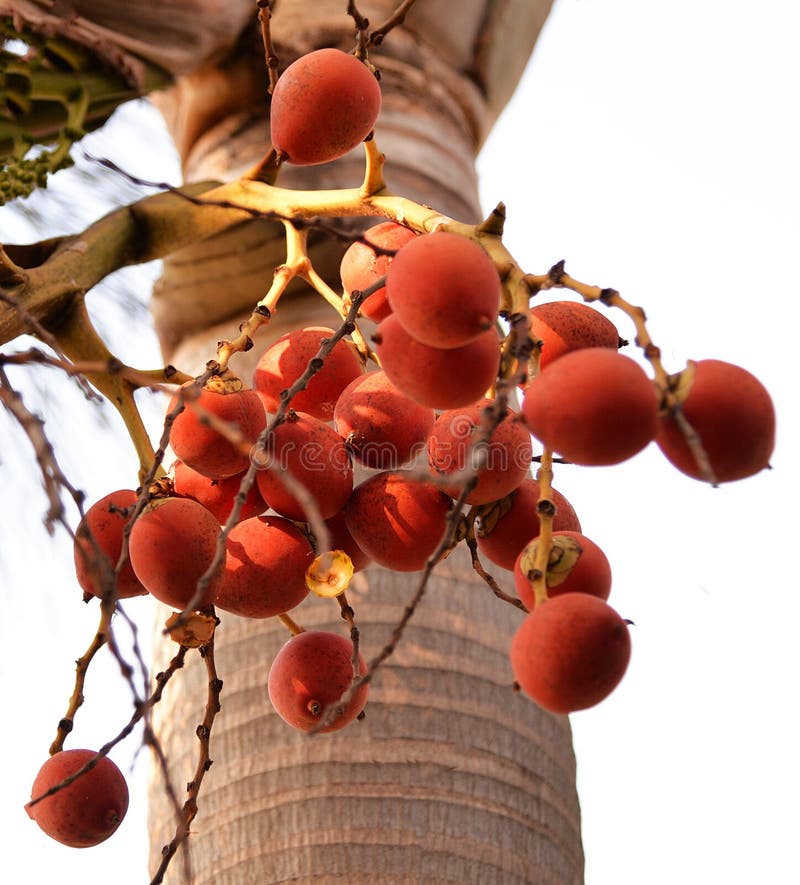 Fruto Tropical Vermelho Da Palma Foto de Stock - Imagem de horticultura ...