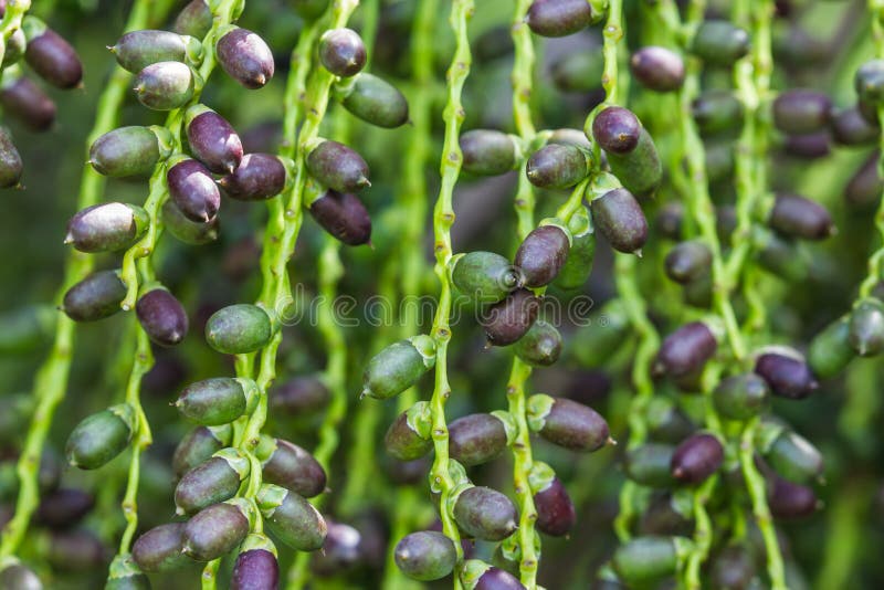 Fruto Verde Da Palma De MacArthur Foto de Stock - Imagem de ambiente ...